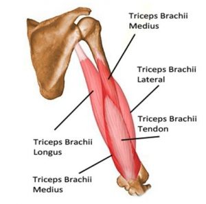 Triceps Tendonitis - Rehab On The Road